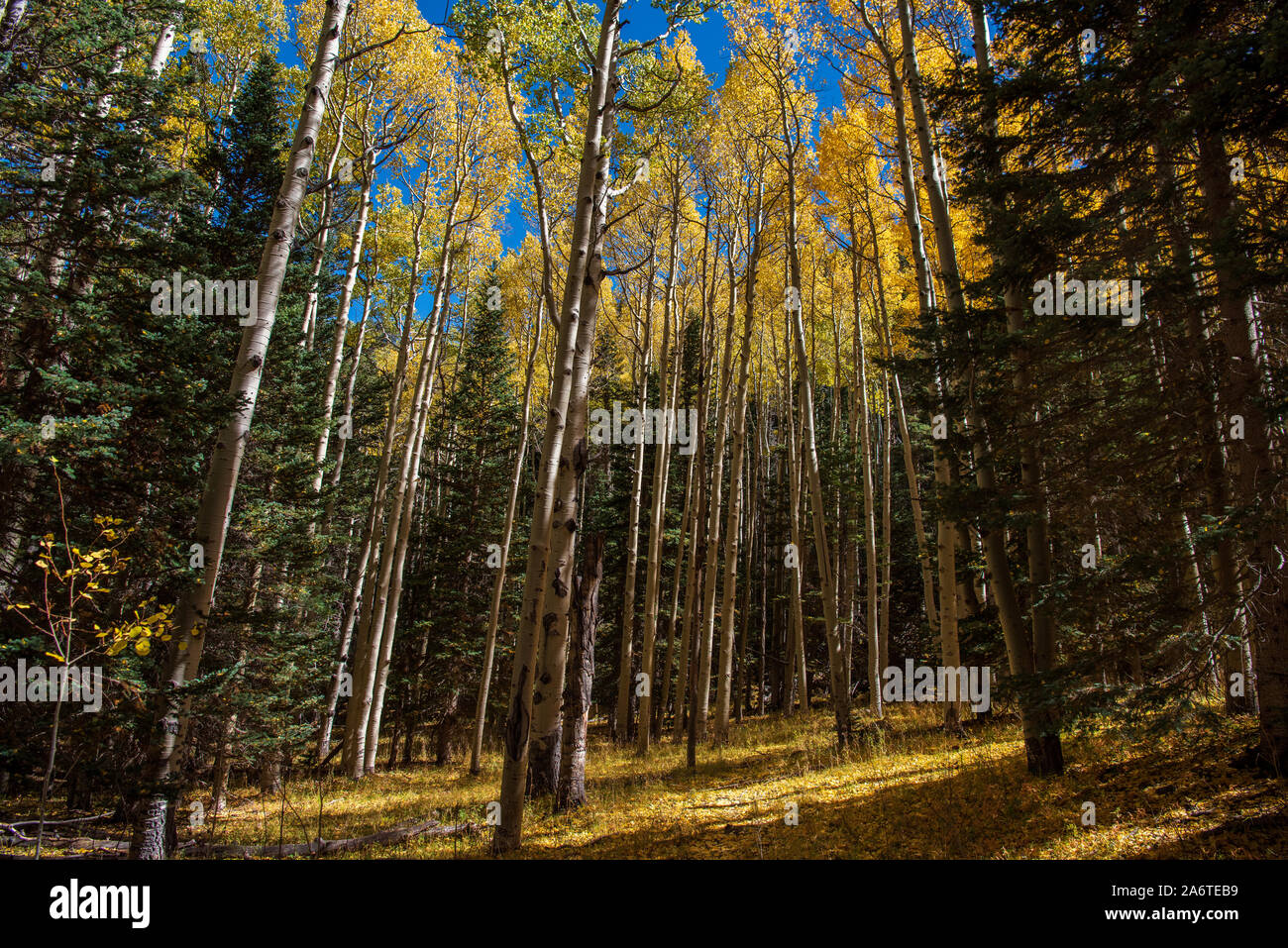 Tall trees landscape hi-res stock photography and images - Alamy