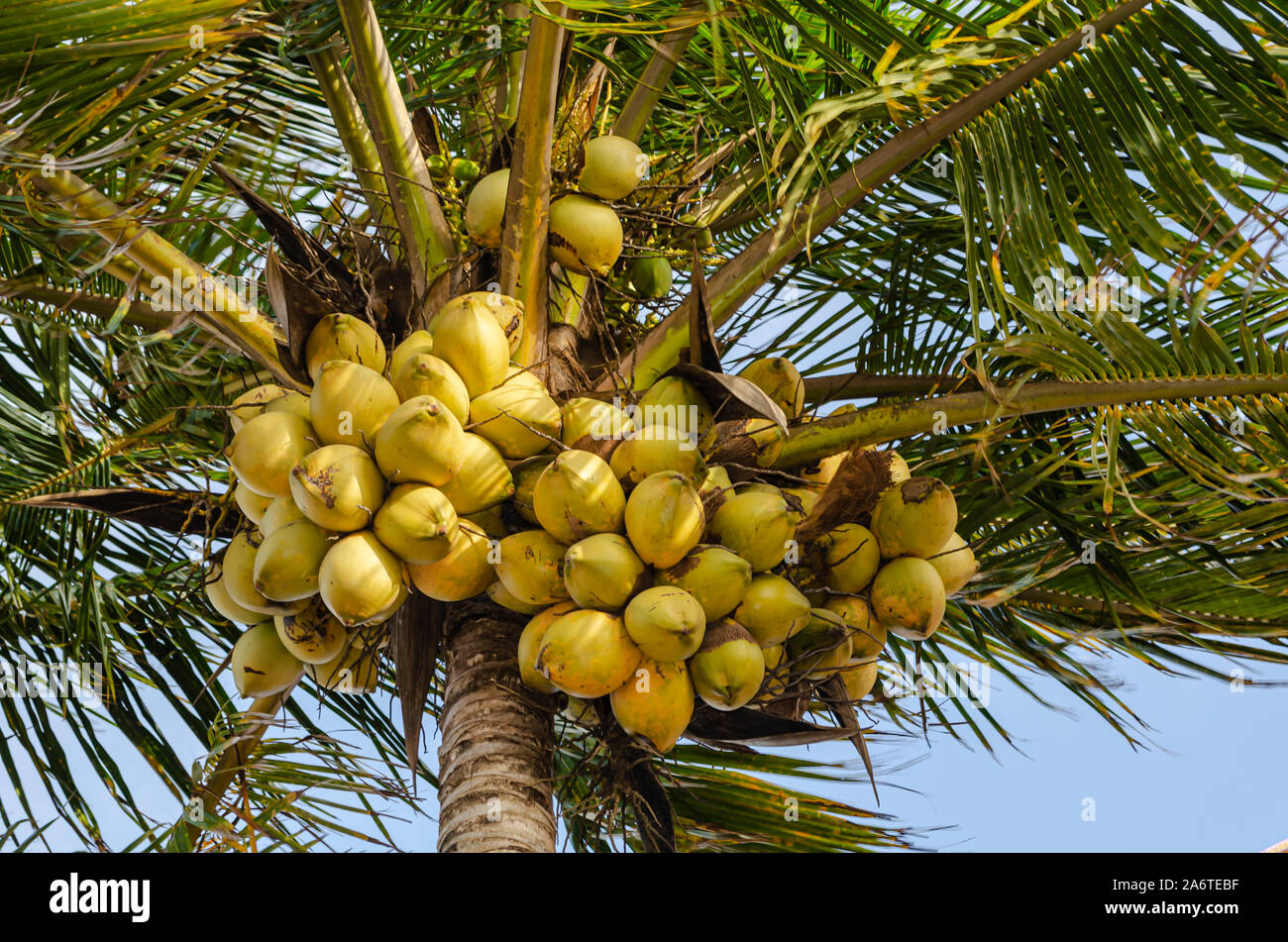 Bunches of coconuts hi-res stock photography and images - Alamy