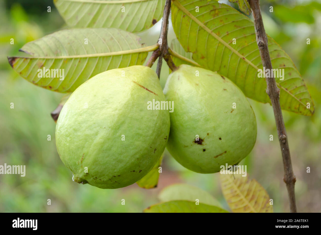 Green Skin Guava On Tree Stock Photo - Alamy