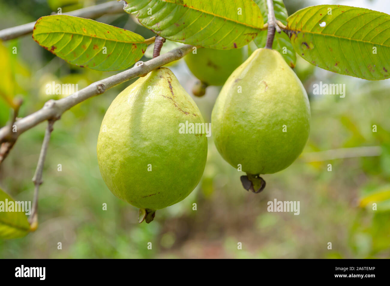 Guava orchard hi-res stock photography and images - Alamy
