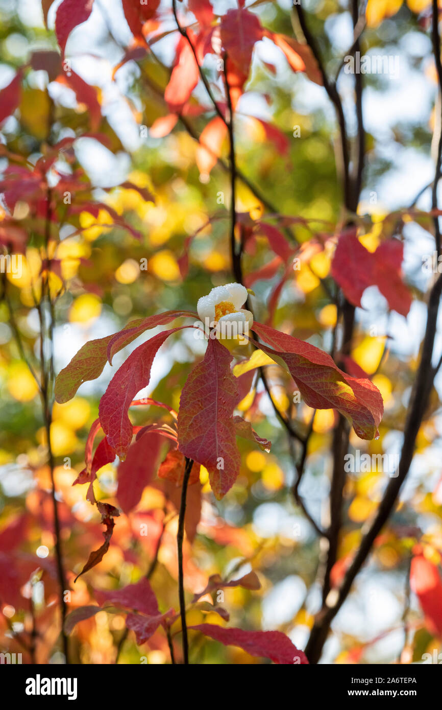 Franklin tree hi-res stock photography and images - Alamy