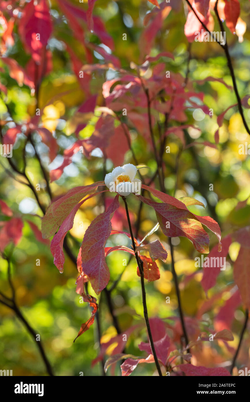 Franklinia alatamaha franklin tree hi-res stock photography and images ...