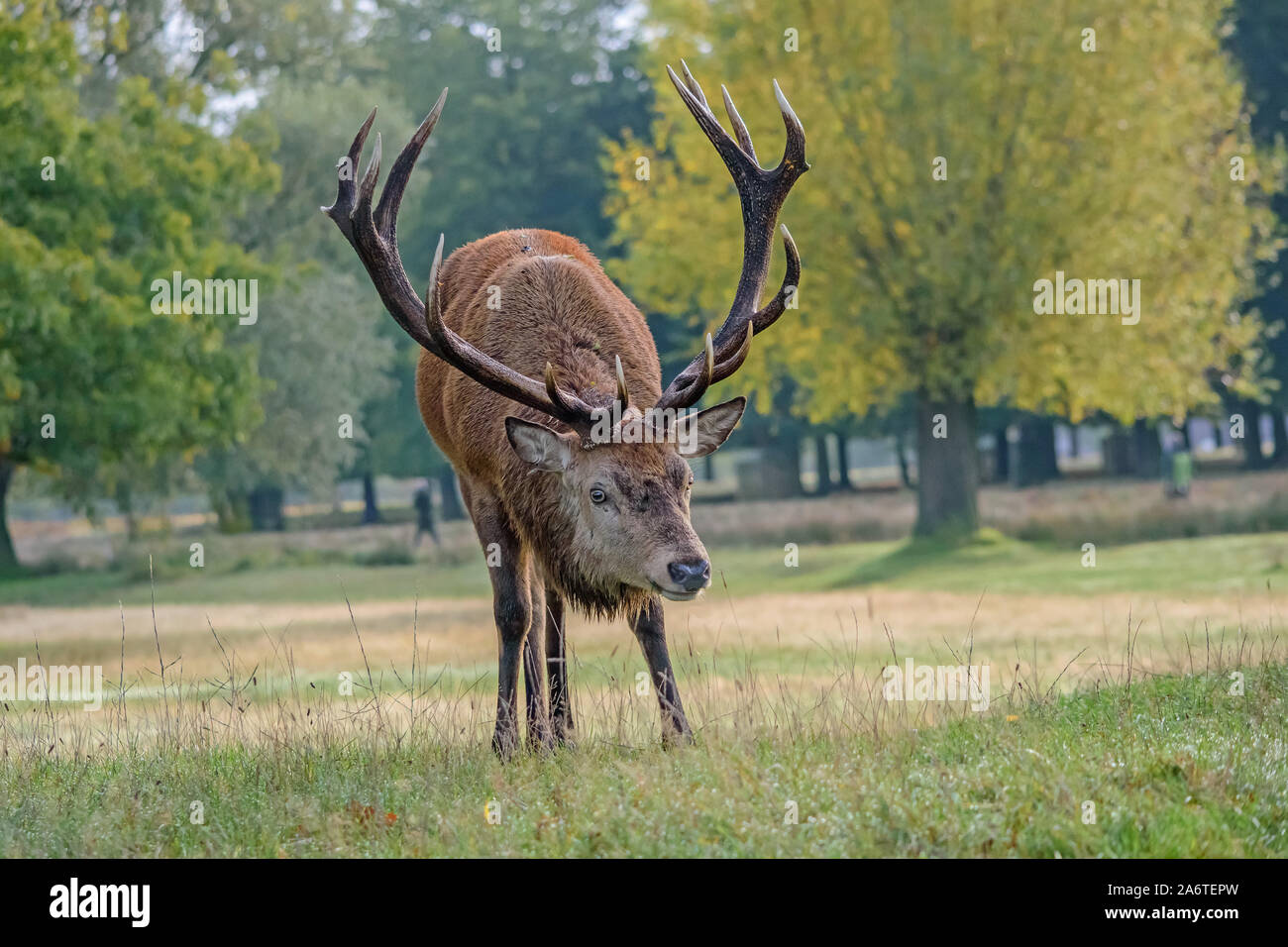 Red derer uk hi-res stock photography and images - Alamy