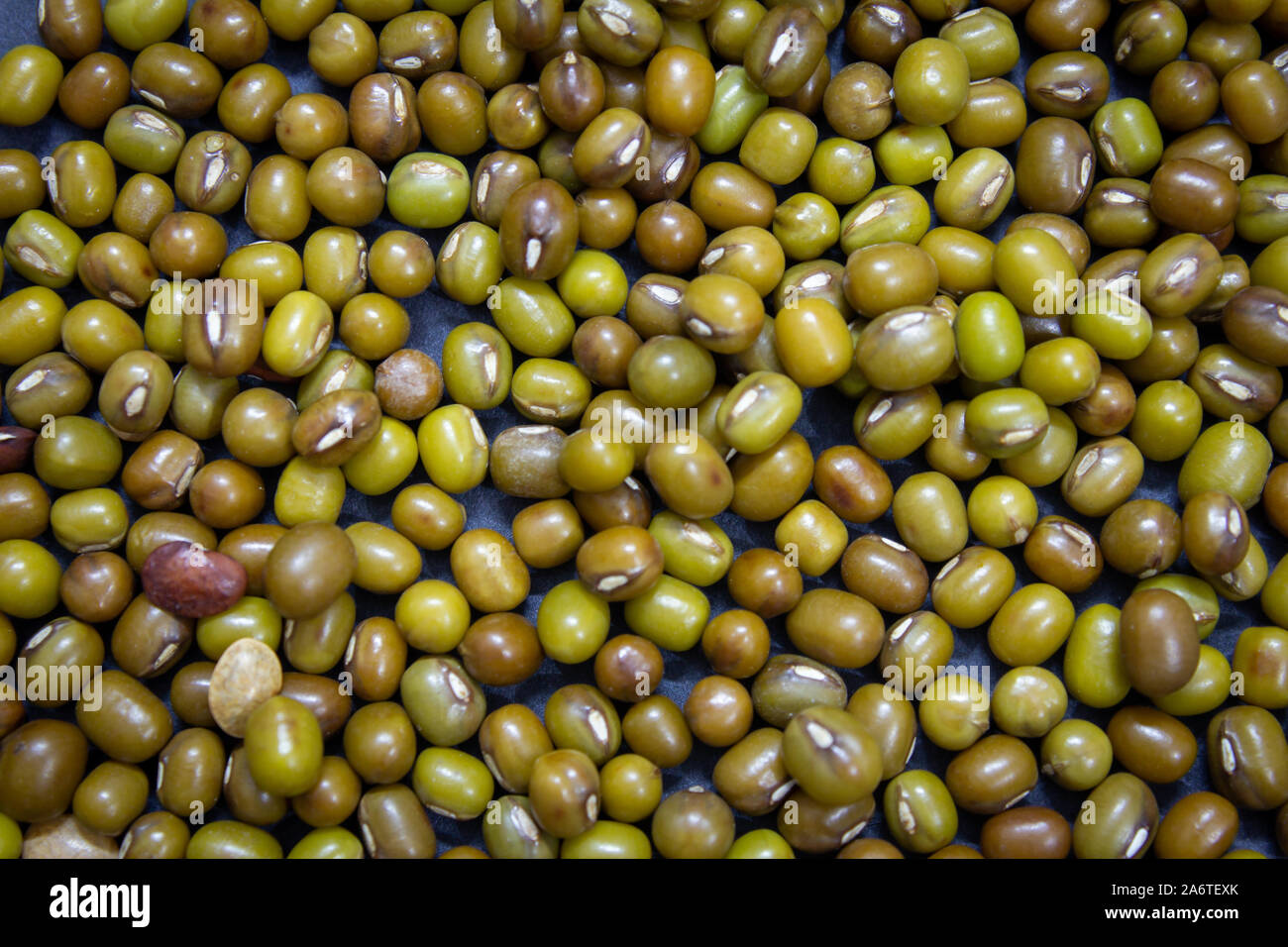 View of the mung bean also known as the green gram Stock Photo - Alamy