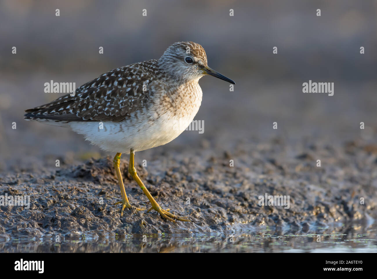 Feet in shallow river hi-res stock photography and images - Alamy
