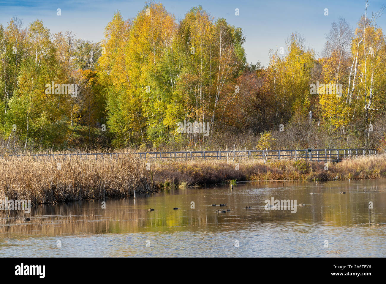 Swamp bog wetland boardwalk hi-res stock photography and images - Alamy