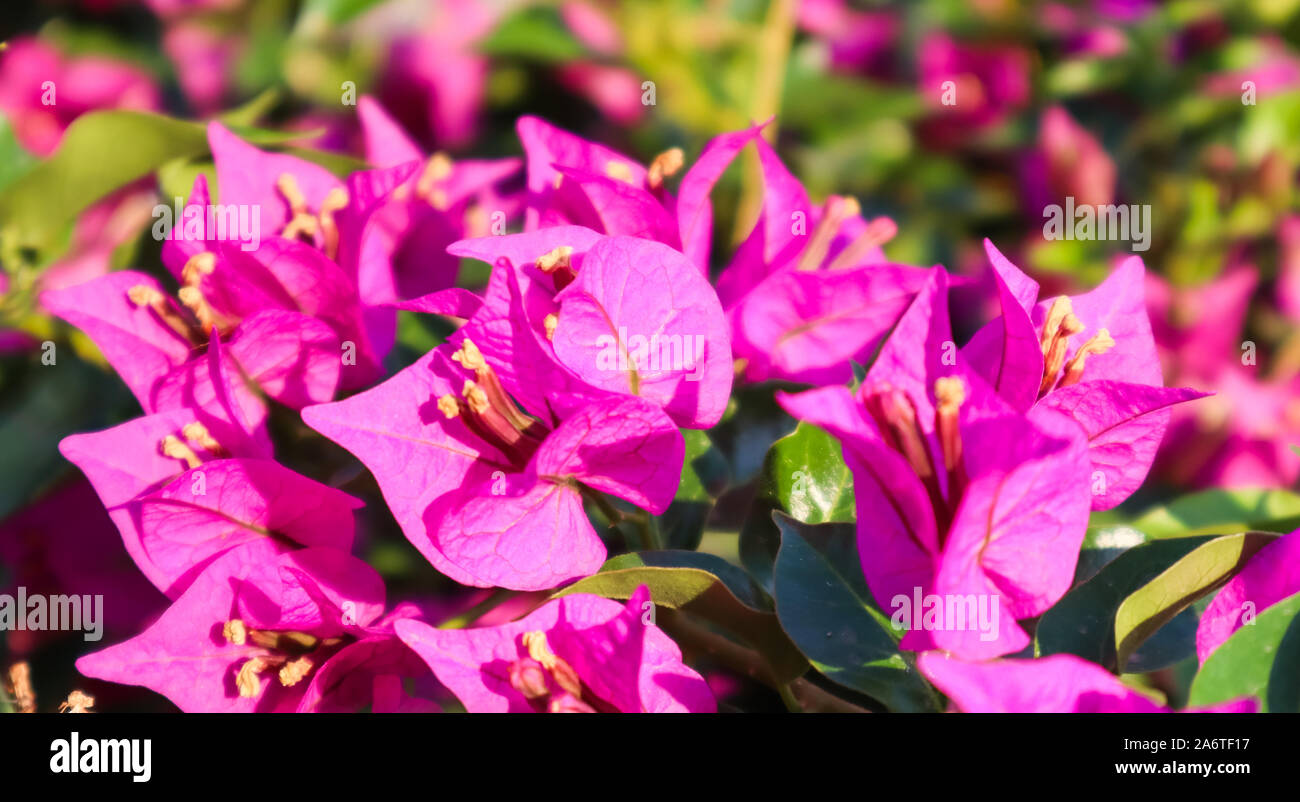 Begonville hi-res stock photography and images - Alamy