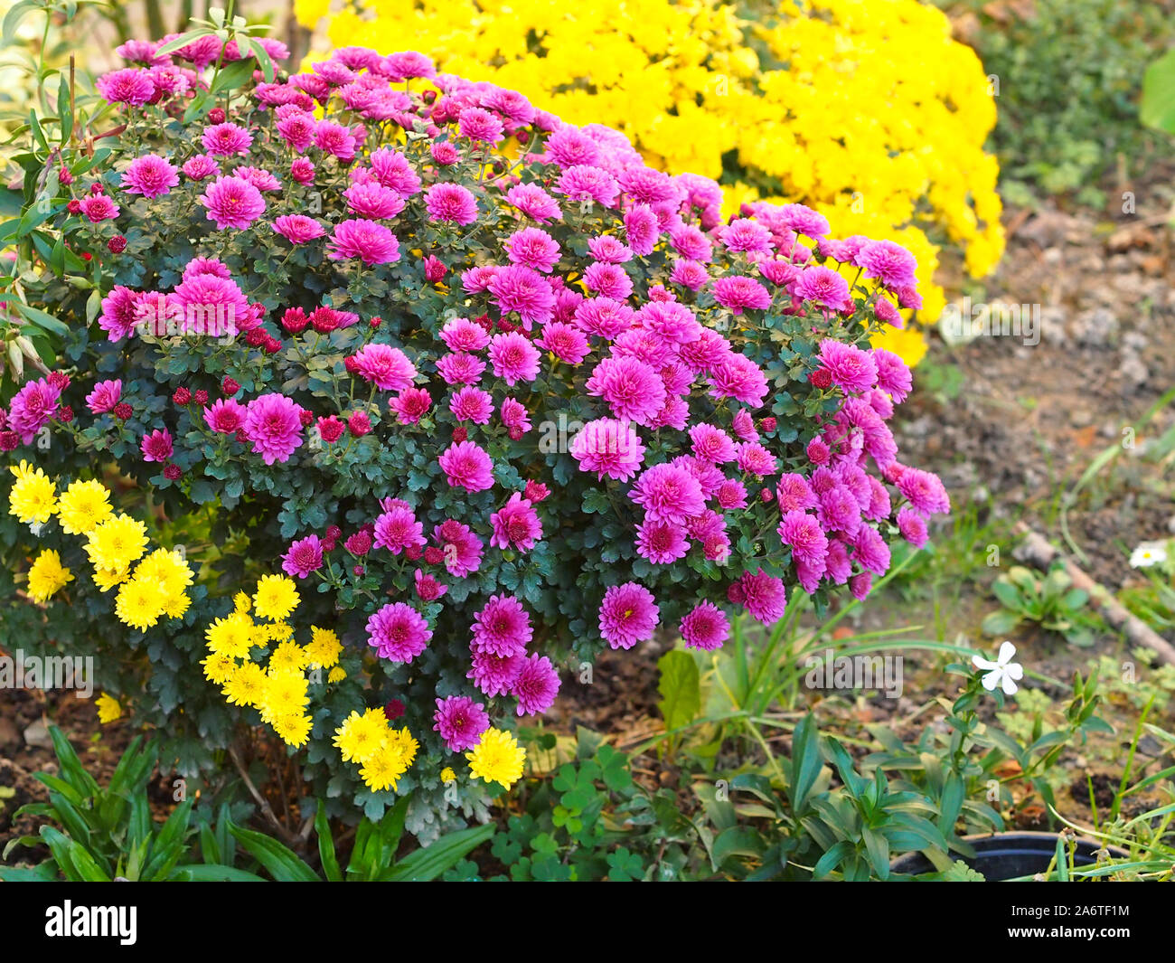 Autumn Chrysanths High Resolution Stock Photography and Images - Alamy