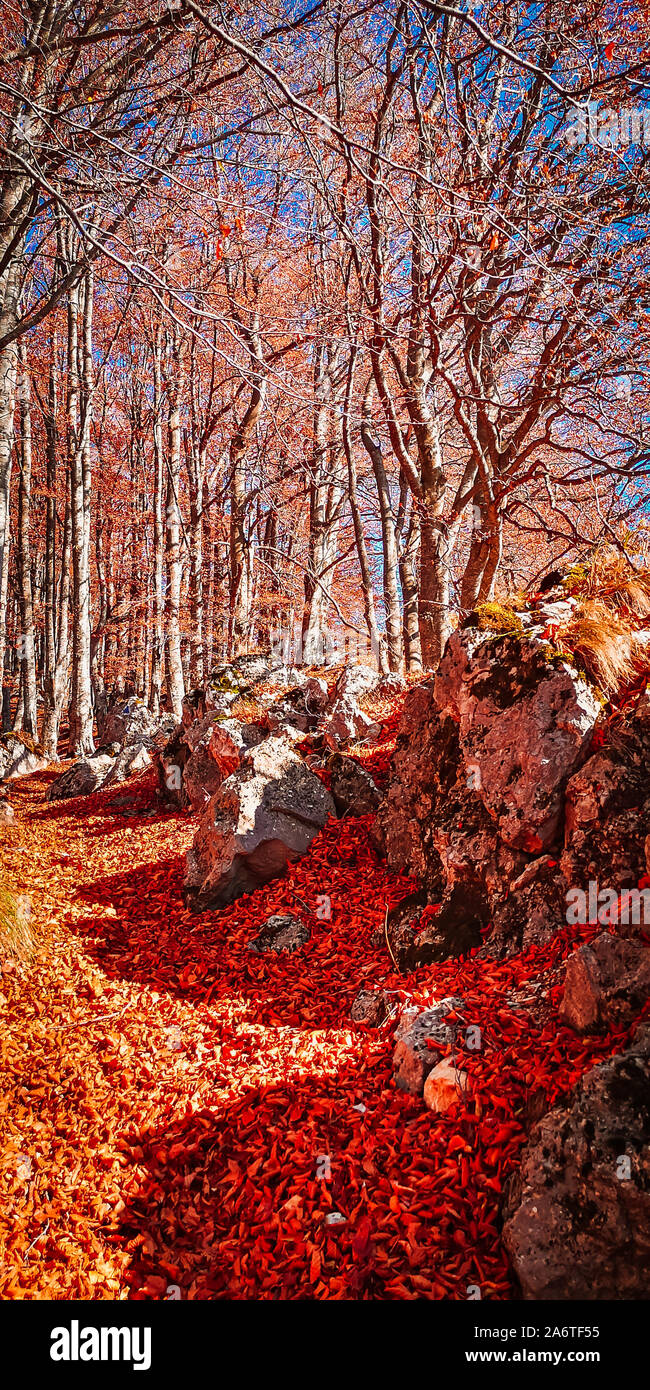 Autumn in Leaota, Carpathian Mountains, Romania. Vivid fall colors in ...