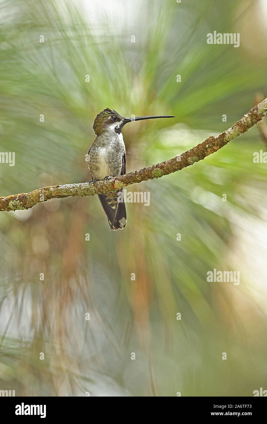 Long-billed Starthroat (Heliomaster longirostris) adult female perched ...