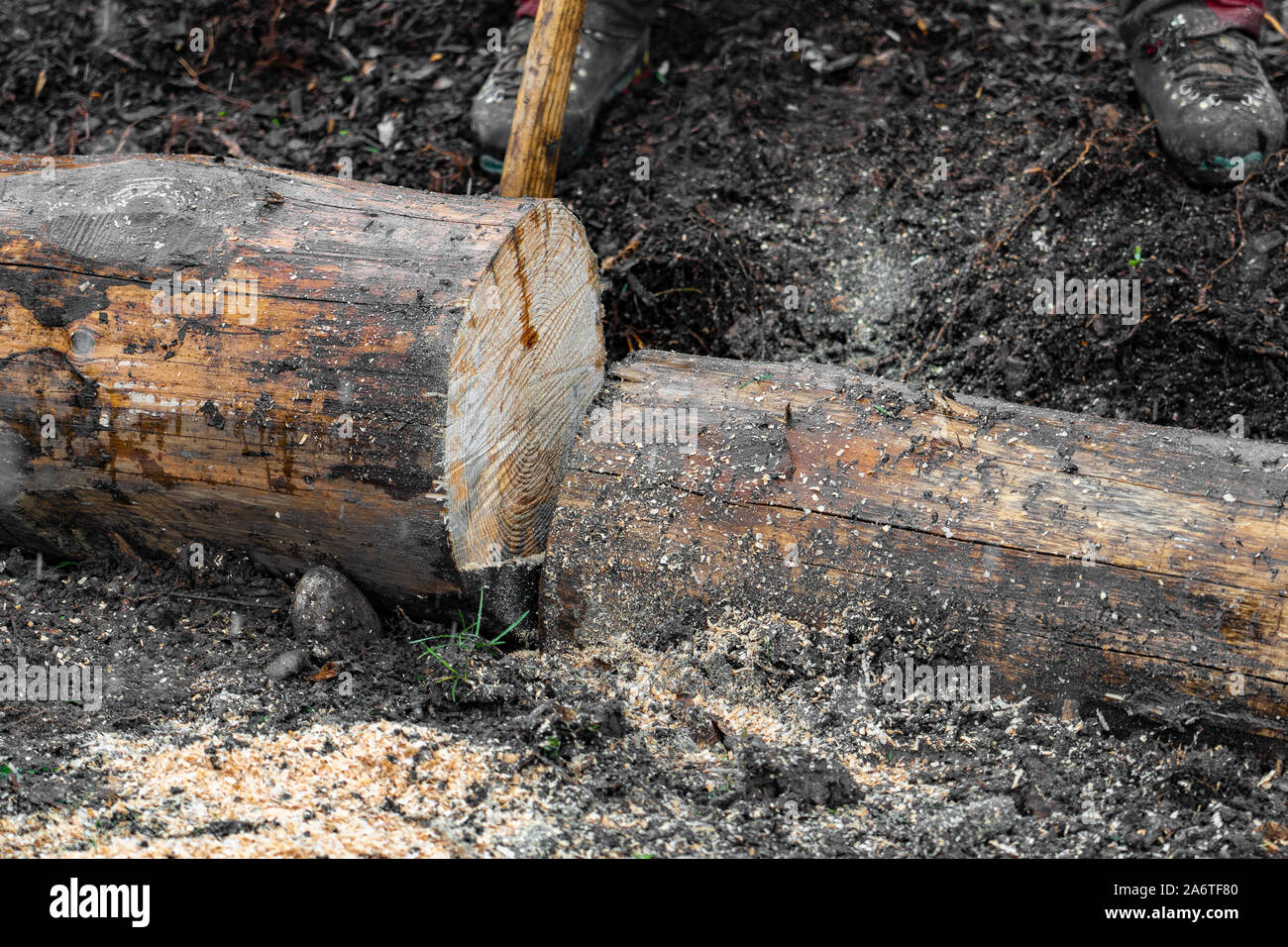Jack tree trunk hi-res stock photography and images - Alamy