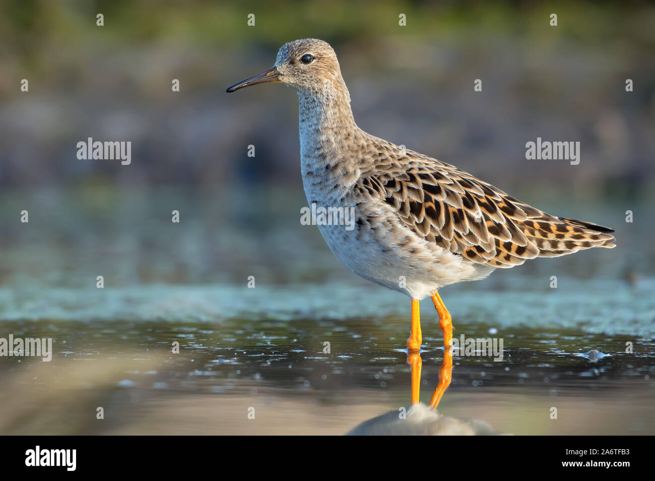 Ruff in water hi-res stock photography and images - Alamy
