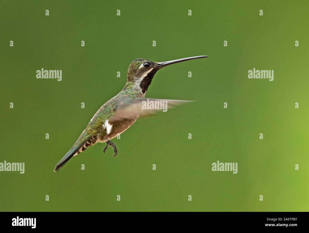 Long-billed Starthroat (Heliomaster longirostris) adult in flight Cerro ...