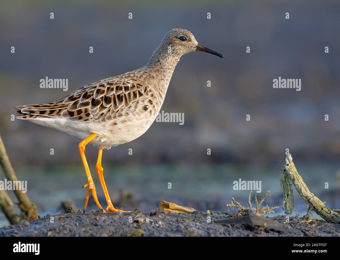 Adult female Ruff good posing on a black muddy shore Stock Photo - Alamy