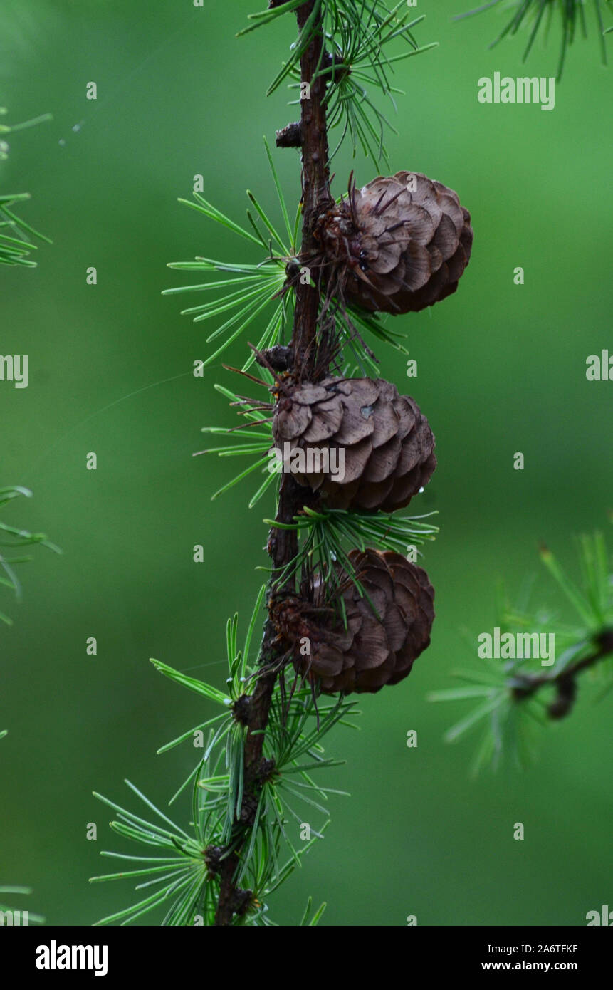 Larix decidua twig hi-res stock photography and images - Alamy