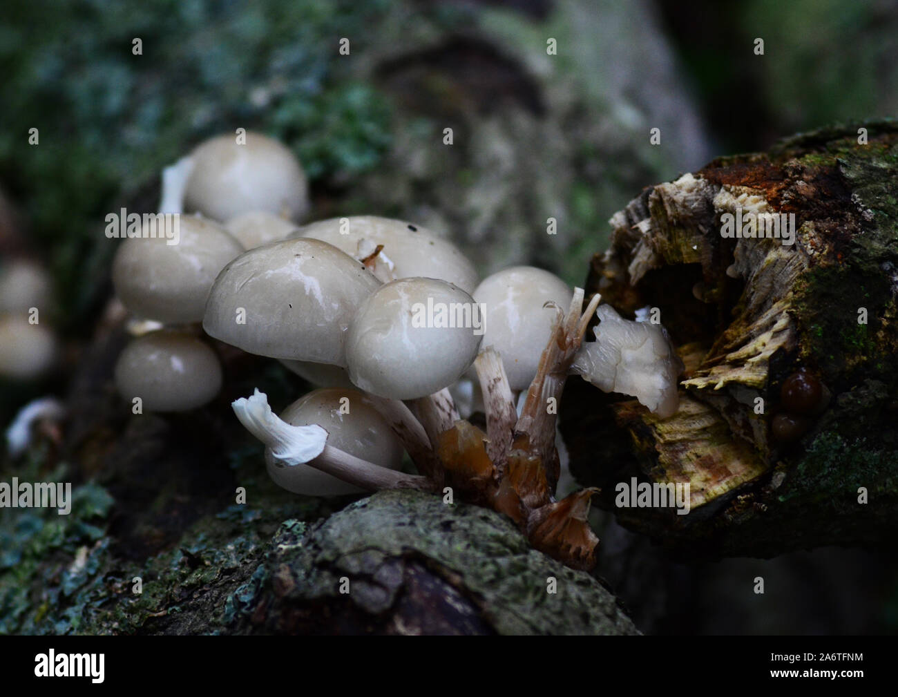 Porcelain fungus Oudemansiella mucida on deadwood, UK Stock Photo - Alamy