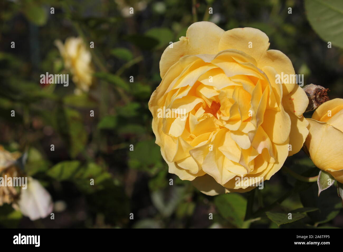 Perfect summer yellow rose blossom Stock Photo - Alamy