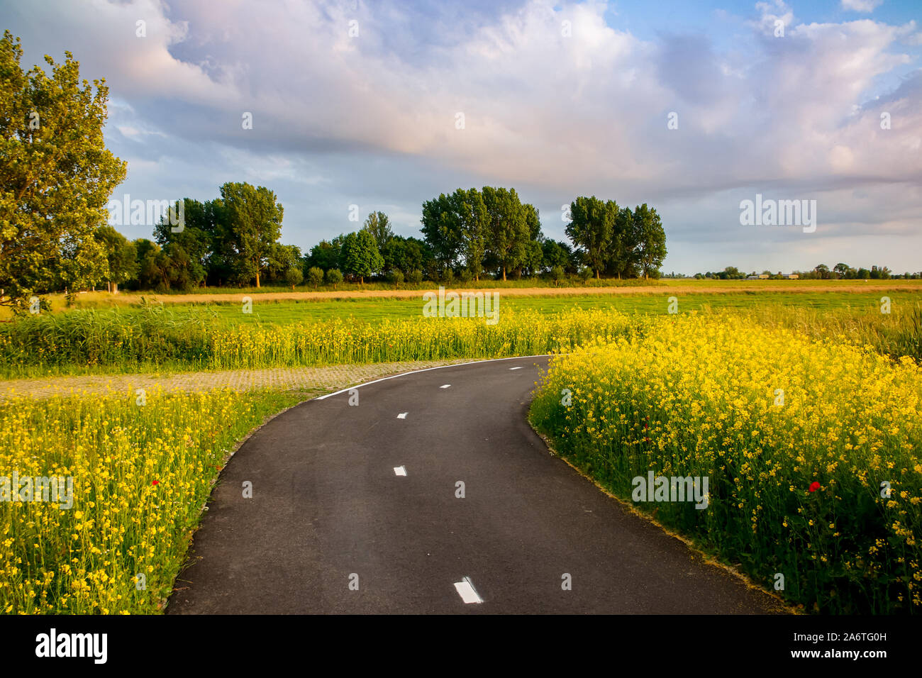 pathway between wild flower fields spring time landscape photo Stock ...