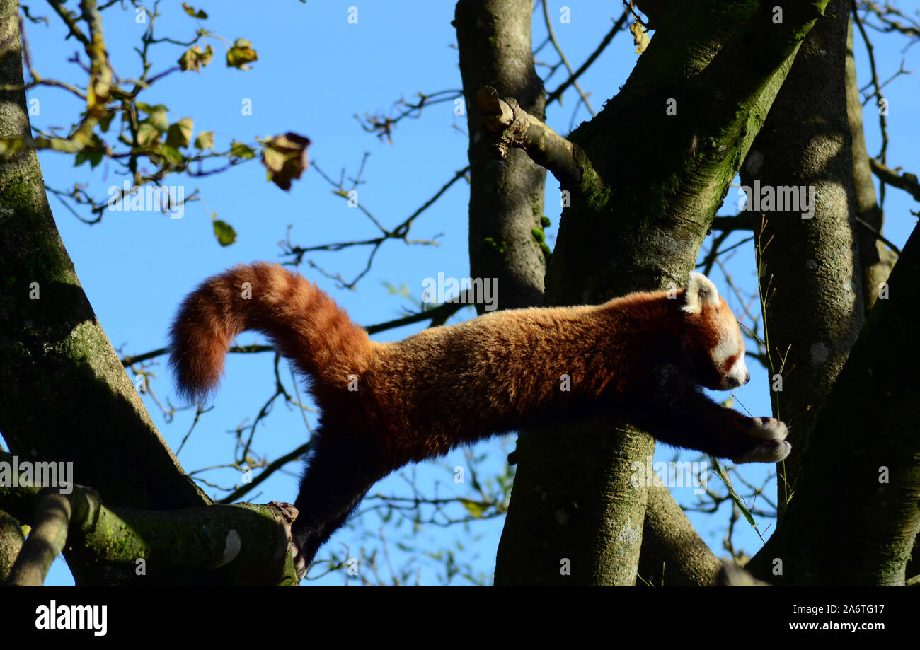 Red Panda Ailurus fulgens mid air jumping between trees Stock Photo - Alamy