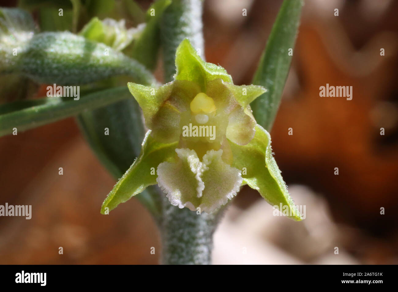 Epipactis microphylla - wild orchid Stock Photo - Alamy