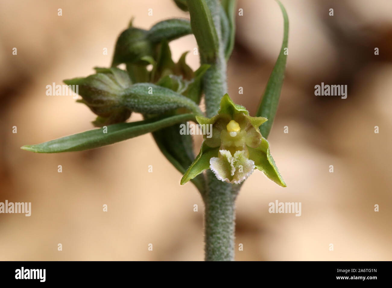 Epipactis microphylla plant hi-res stock photography and images - Alamy