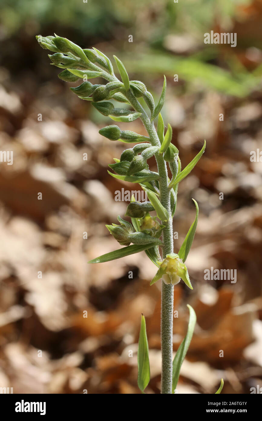 Epipactis microphylla hi-res stock photography and images - Alamy