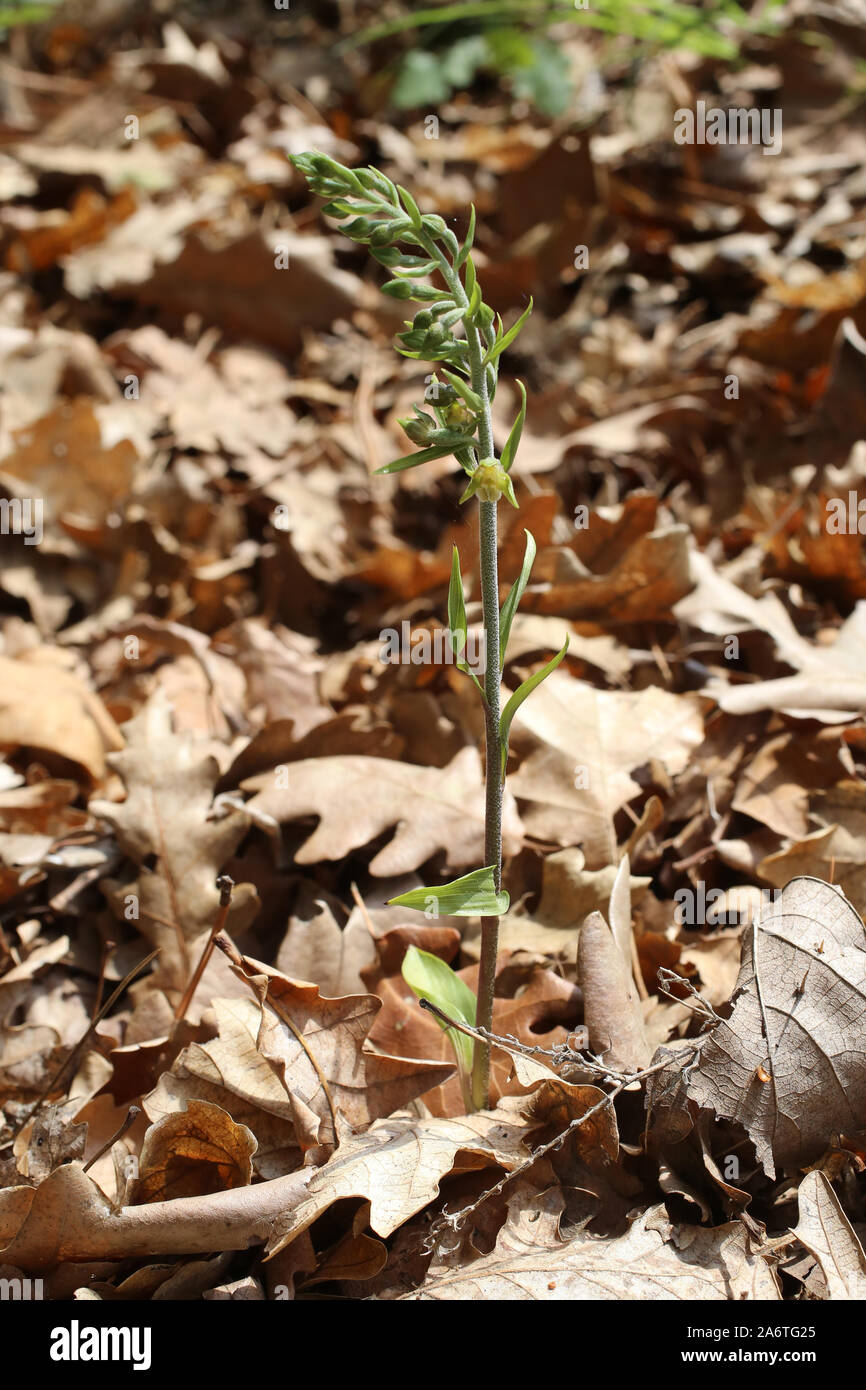 Epipactis microphylla - wild orchid Stock Photo - Alamy