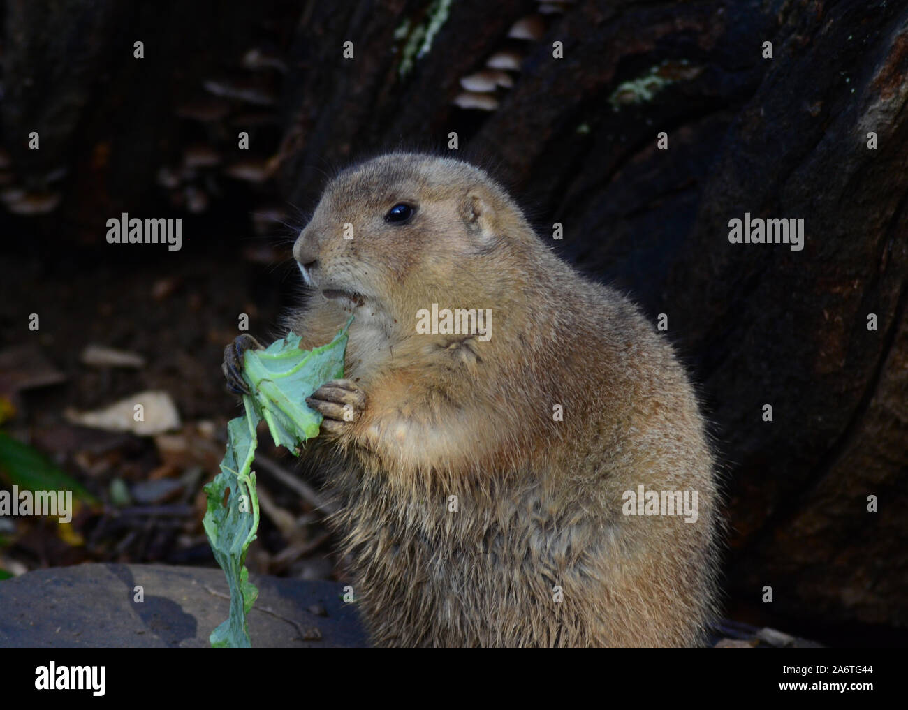 Prairie dog eating, large rodent Stock Photo - Alamy
