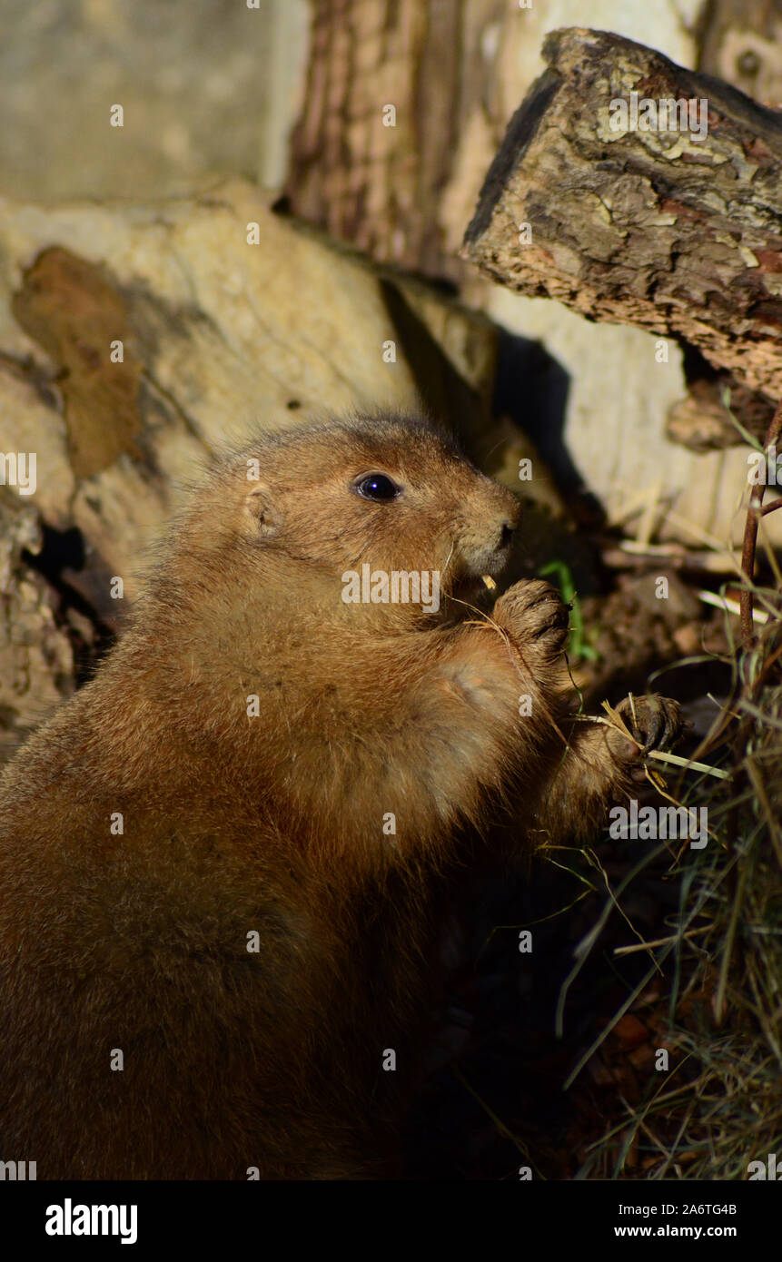 Prairie dog eating, large rodent Stock Photo - Alamy