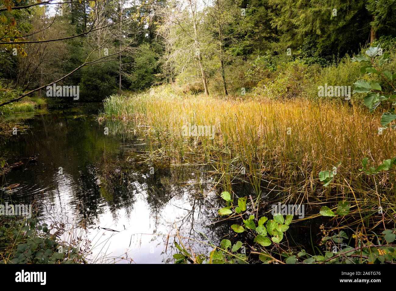 Reeds around pond hi-res stock photography and images - Alamy
