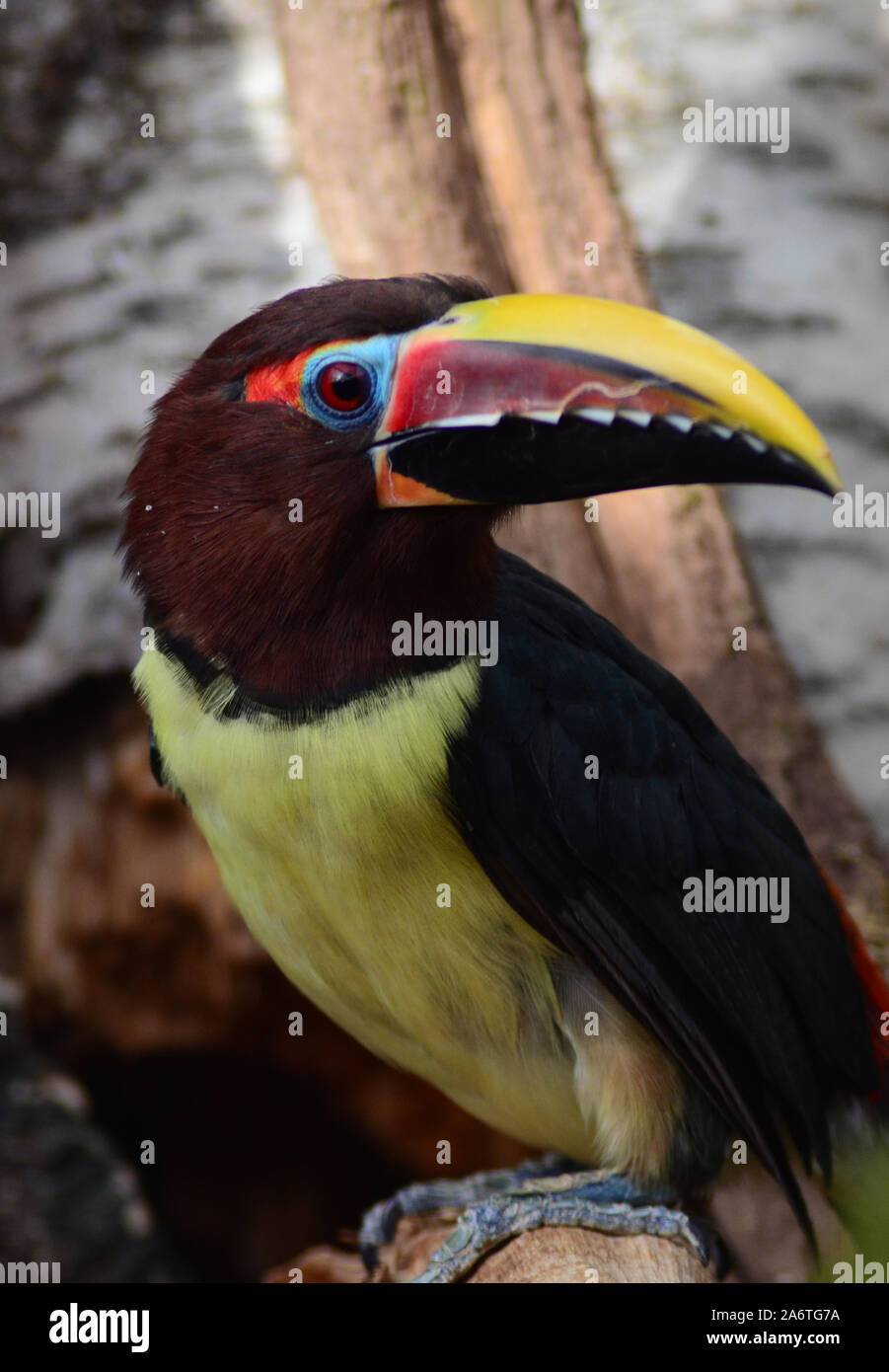 Green Aracari bird Pteroglossus viridis stood on branch Stock Photo - Alamy