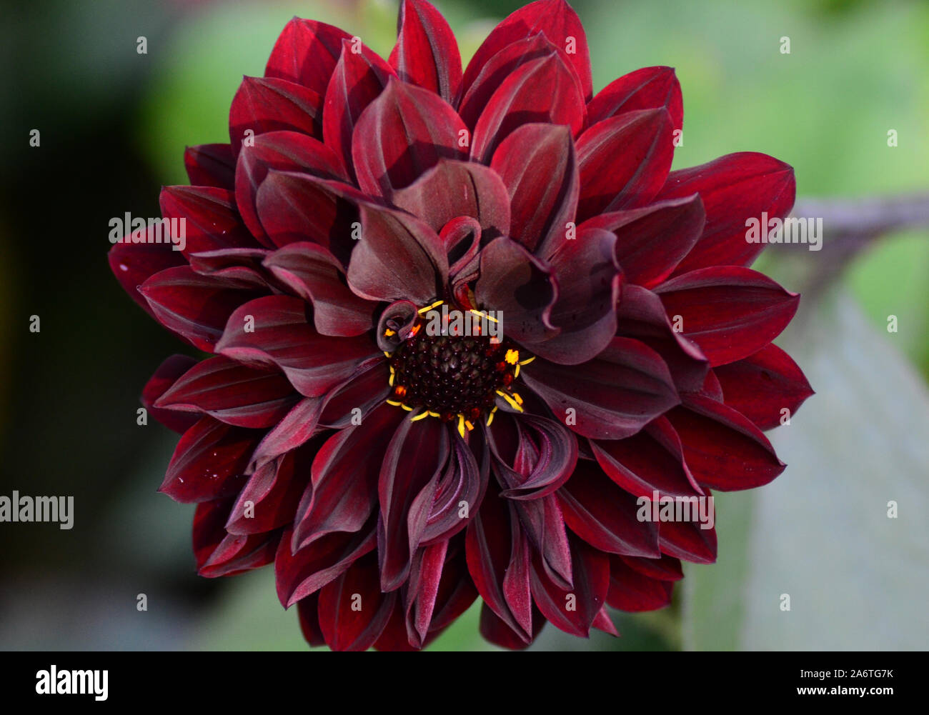 Dark red dahlia hi-res stock photography and images - Alamy