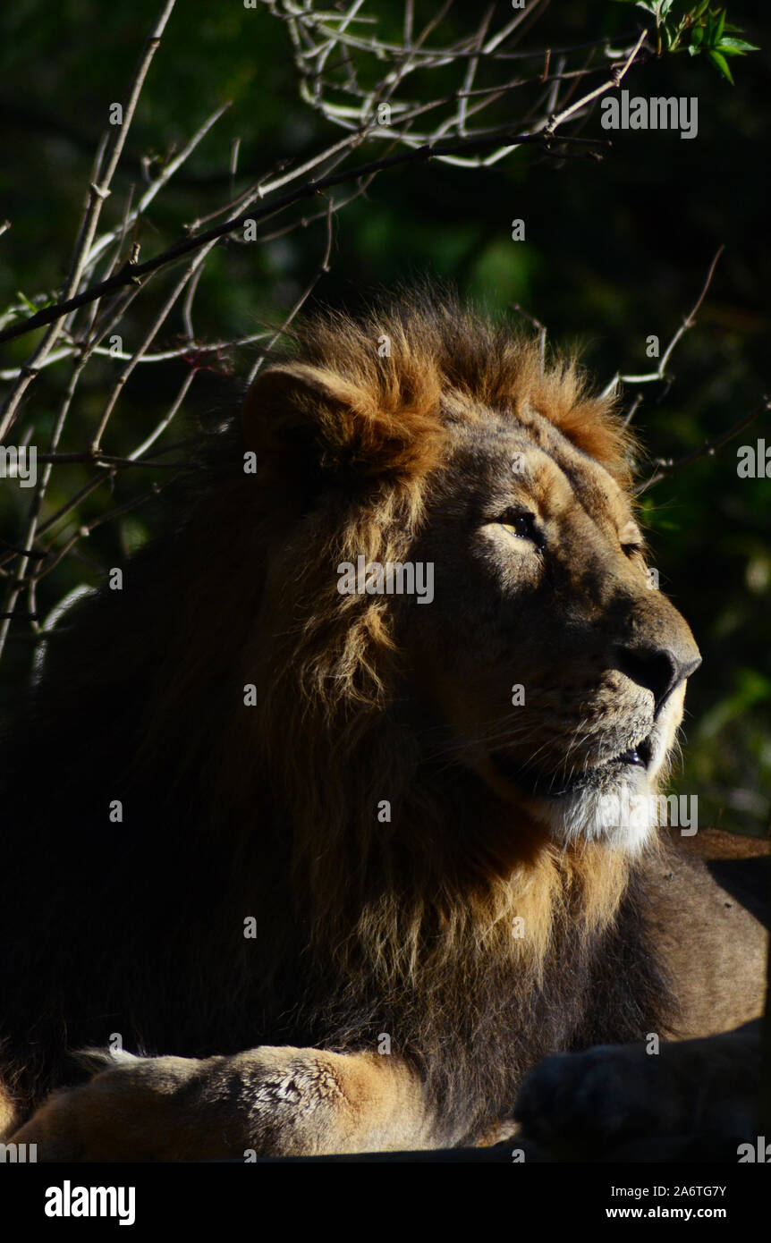 Large male lion sat in sunshine Stock Photo - Alamy