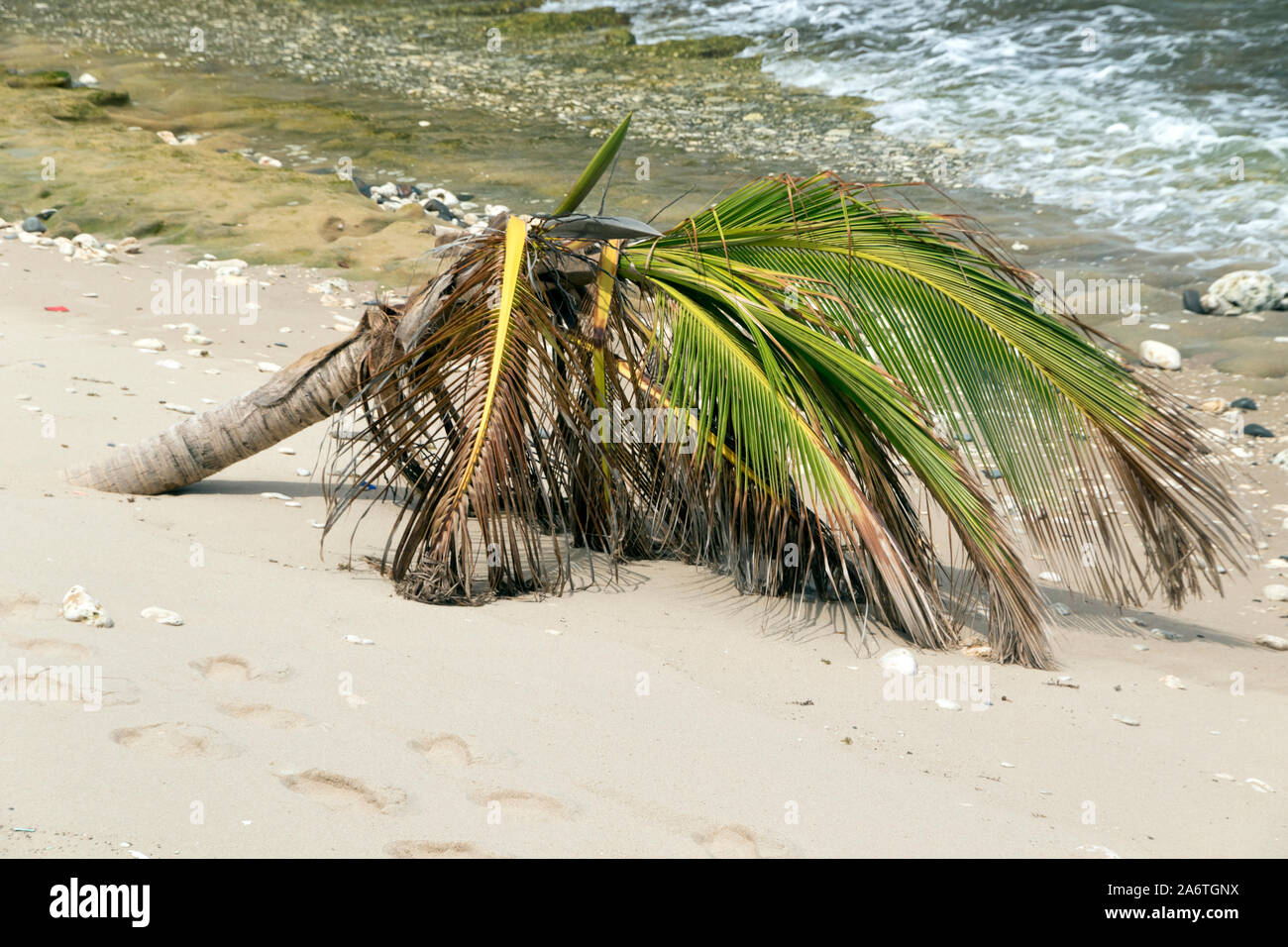 Fallen palm tree on Bathsheba Bay on the south-east coast of Barbados ...