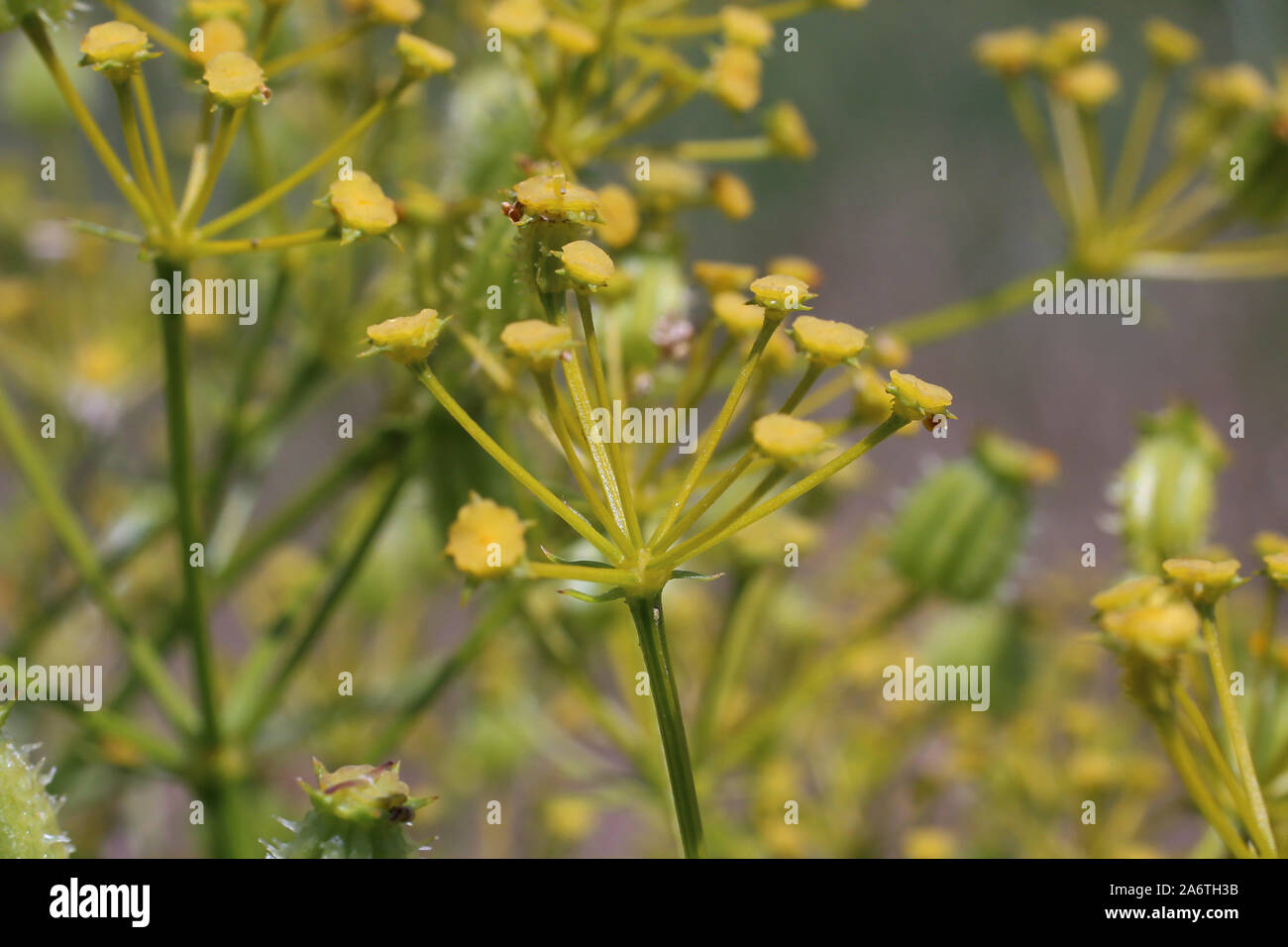 Cristatum hi-res stock photography and images - Alamy