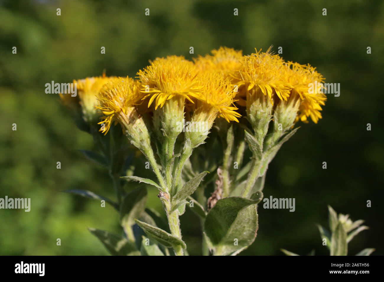 Inula germanica hi-res stock photography and images - Alamy
