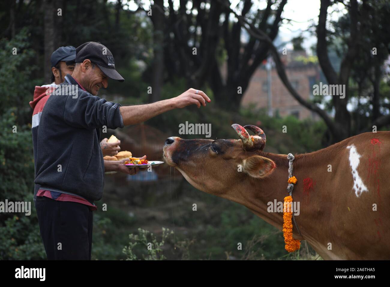 Worshiping cow hi-res stock photography and images - Alamy