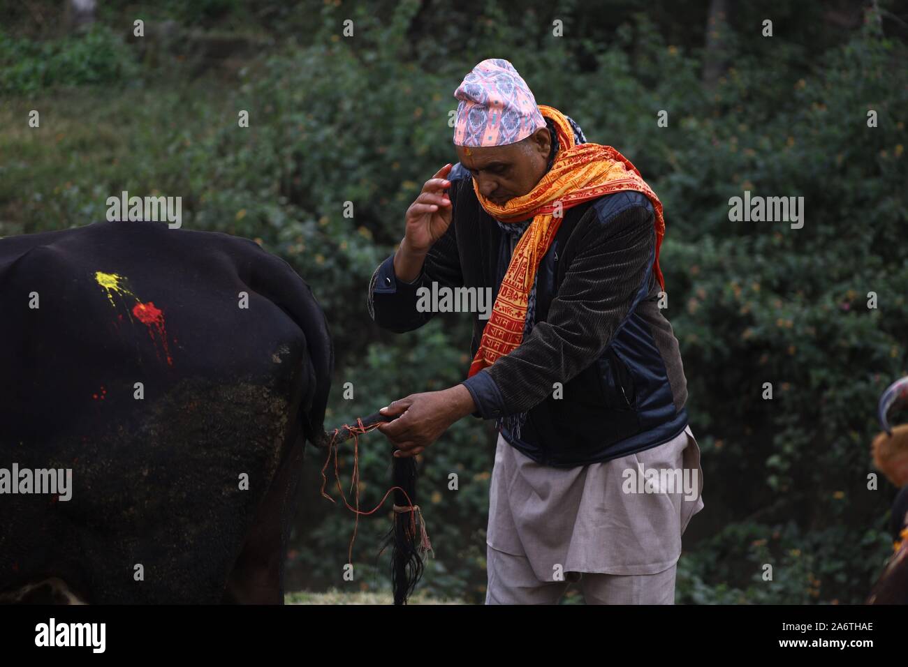 Worshiping cow hi-res stock photography and images - Alamy