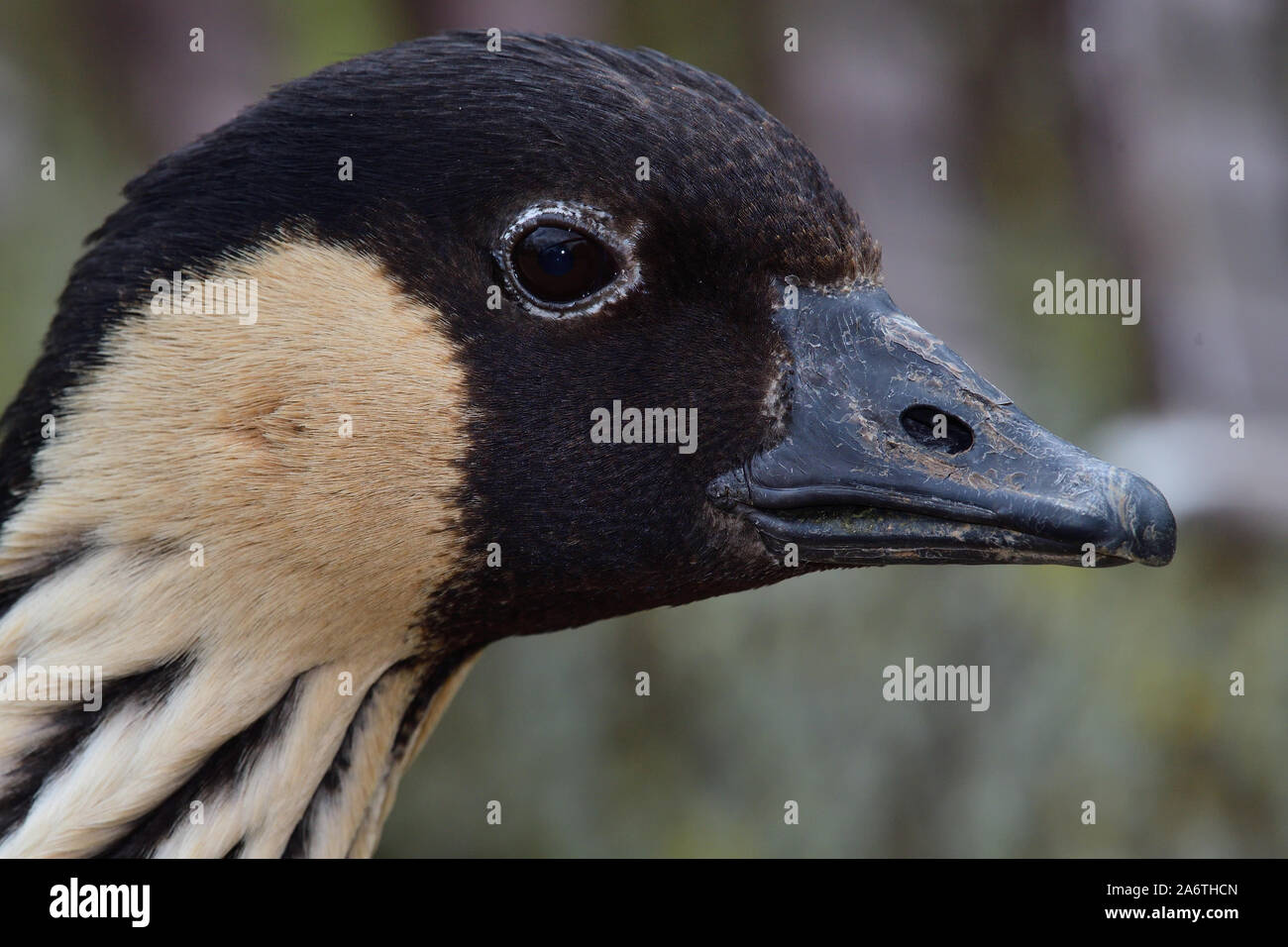 Nene head hi-res stock photography and images - Alamy