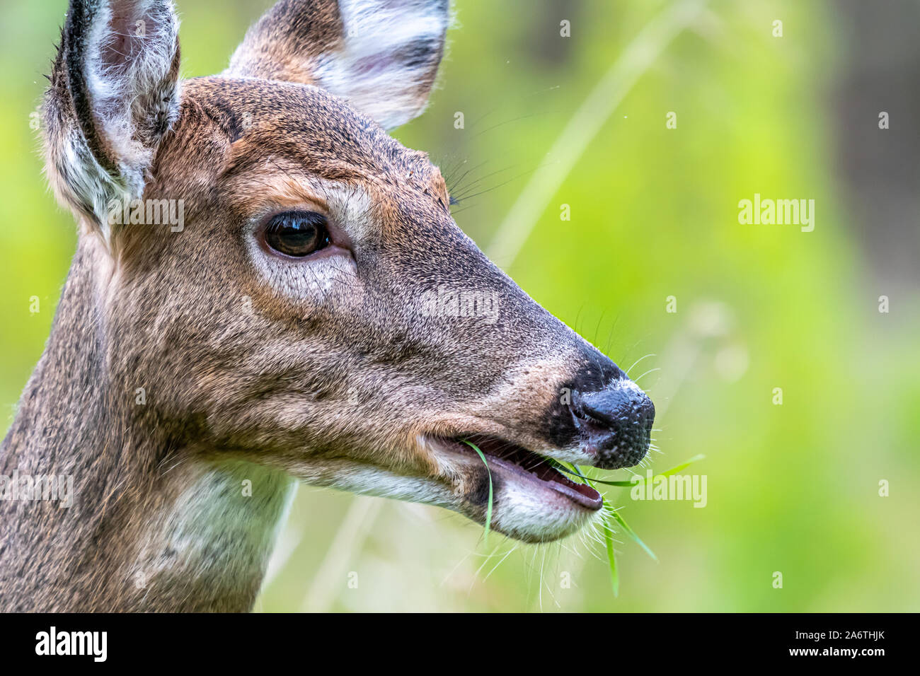 Female white tailed deer hi-res stock photography and images - Alamy