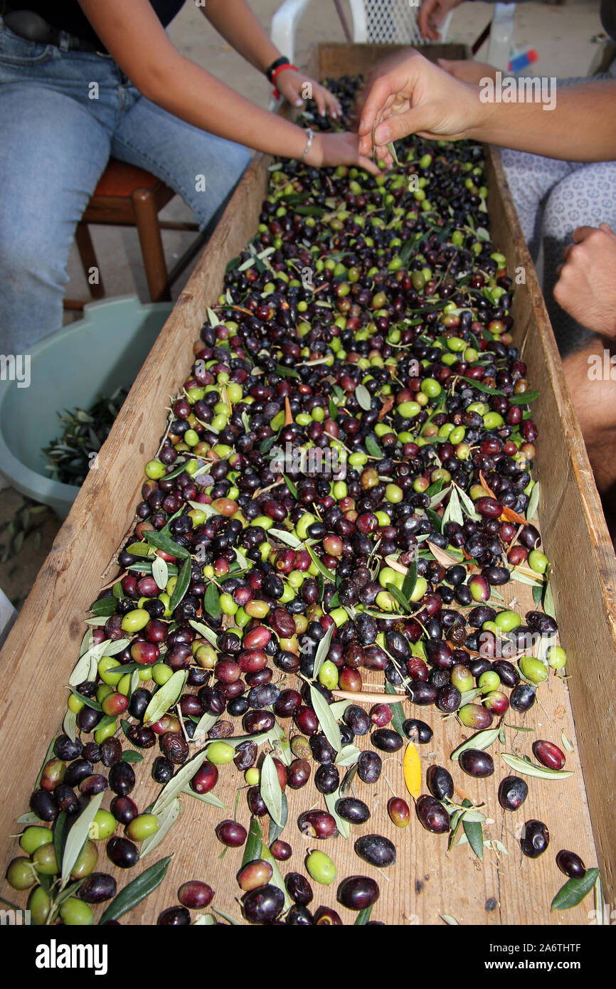 Olive harvest hi-res stock photography and images - Alamy