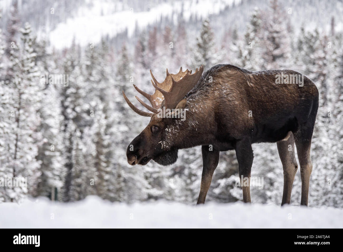 Mosse in Jasper National Park, Canada Stock Photo - Alamy