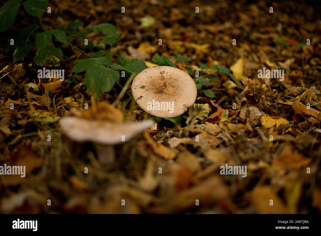Mushrooms with fall foliage hi-res stock photography and images - Alamy