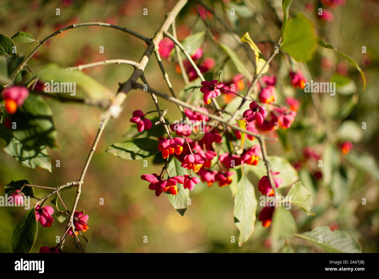 Berry blossoms hi-res stock photography and images - Alamy