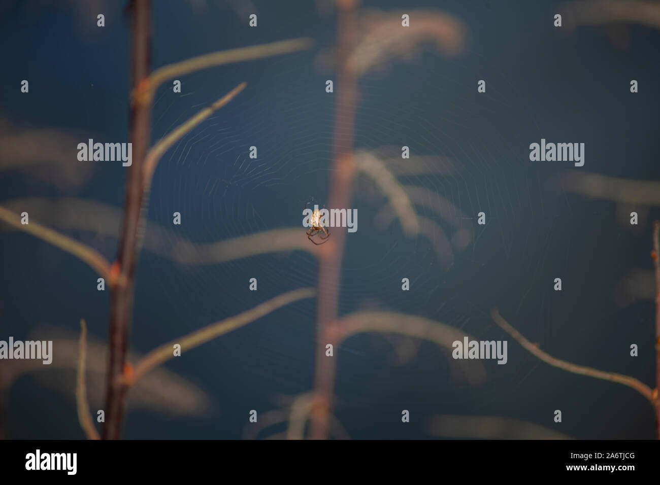 Spider feet hi-res stock photography and images - Alamy