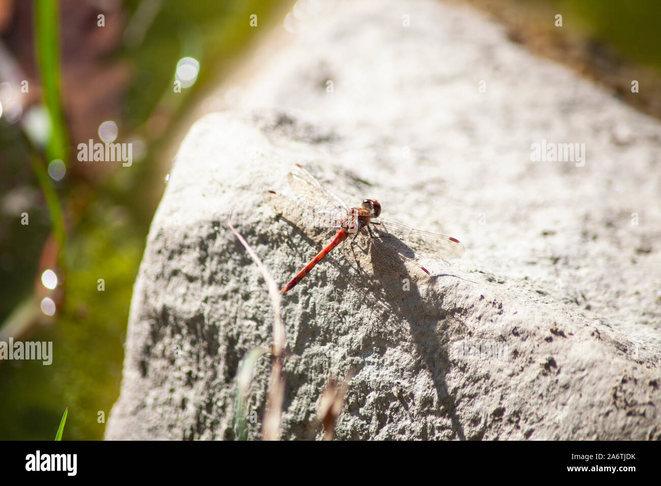 Dragonfly on the rock Stock Photo - Alamy
