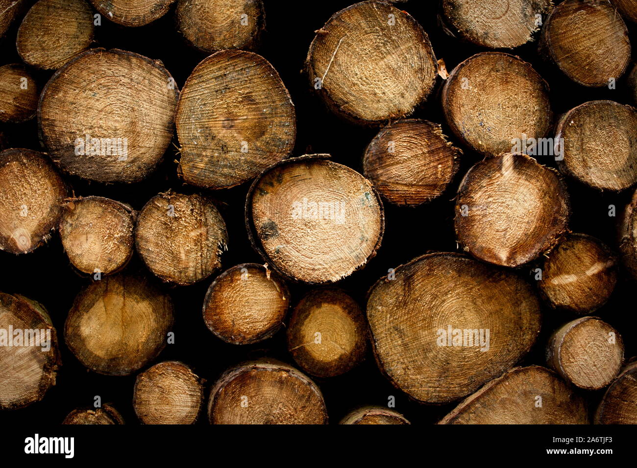 Wood stems hi-res stock photography and images - Alamy