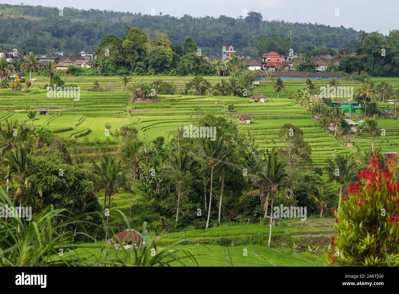 Green rice fields Jatiluwih on Bali, Indonesia are UNESCO heritage site ...