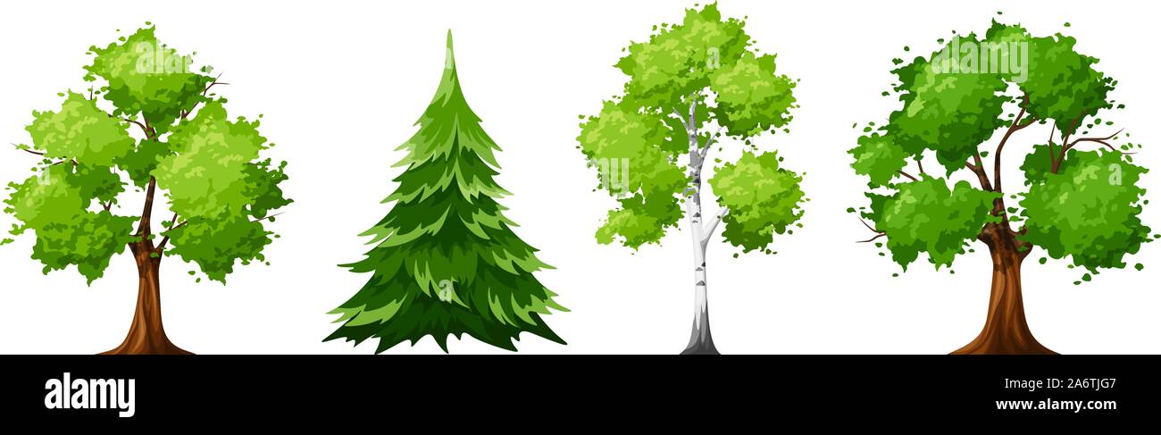 Vector set of deciduous and coniferous trees isolated on a white ...