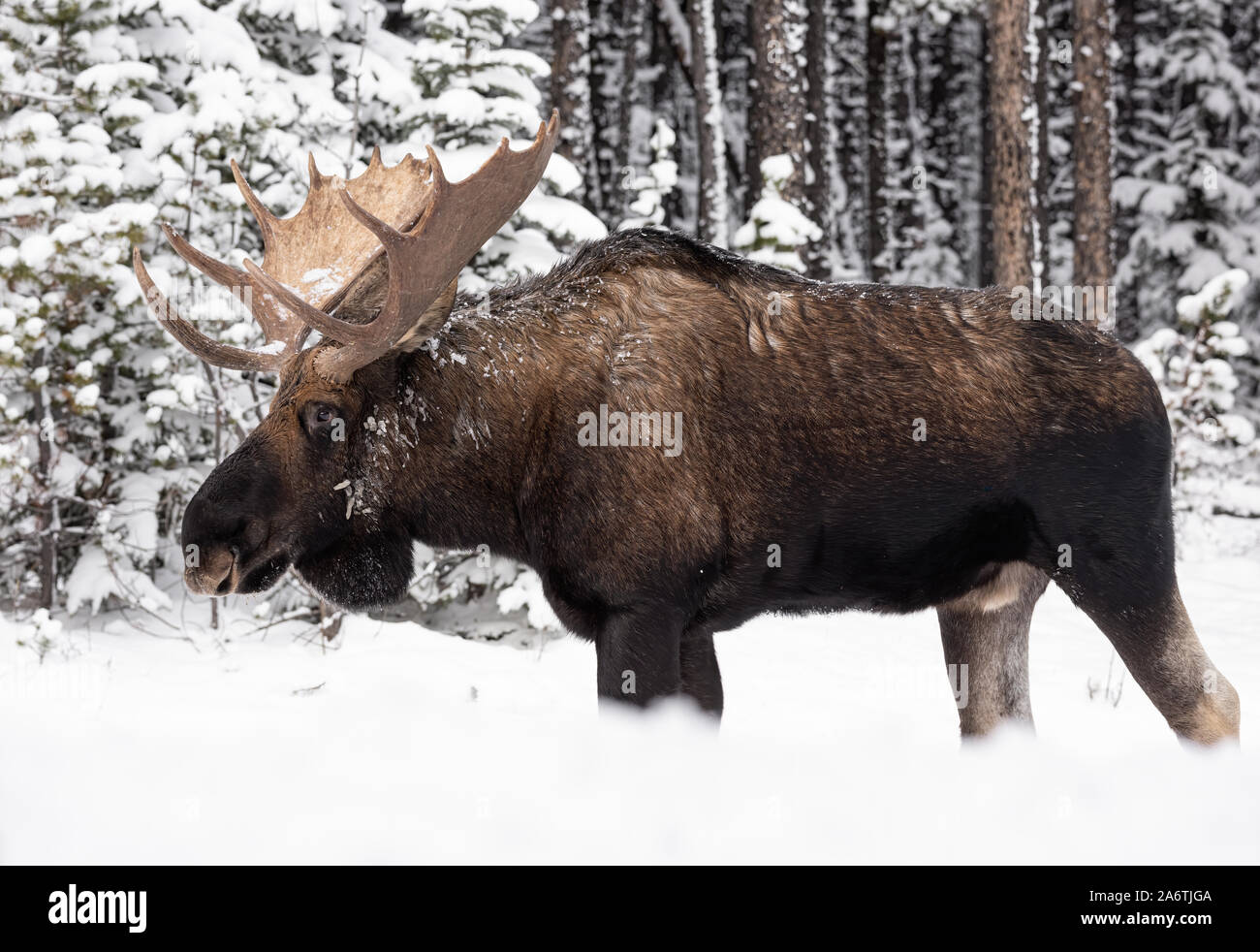 Canada jasper national park moose hi-res stock photography and images ...